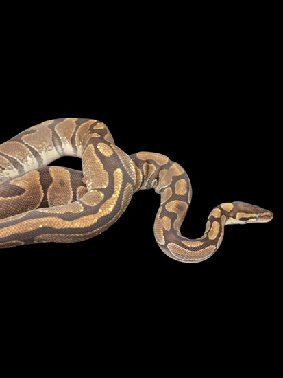 Enchi H Hypo Ball Python by MARs Ball Pythons LLC