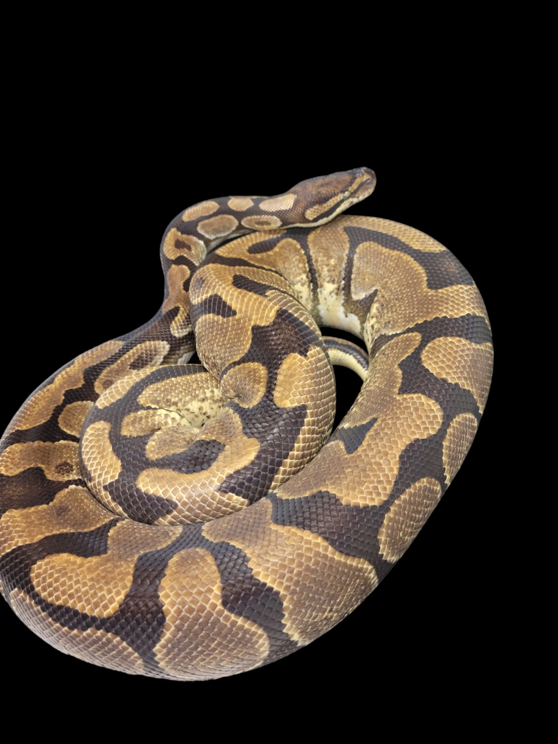 Enchi Ball Python by MARs Ball Pythons LLC - MorphMarket