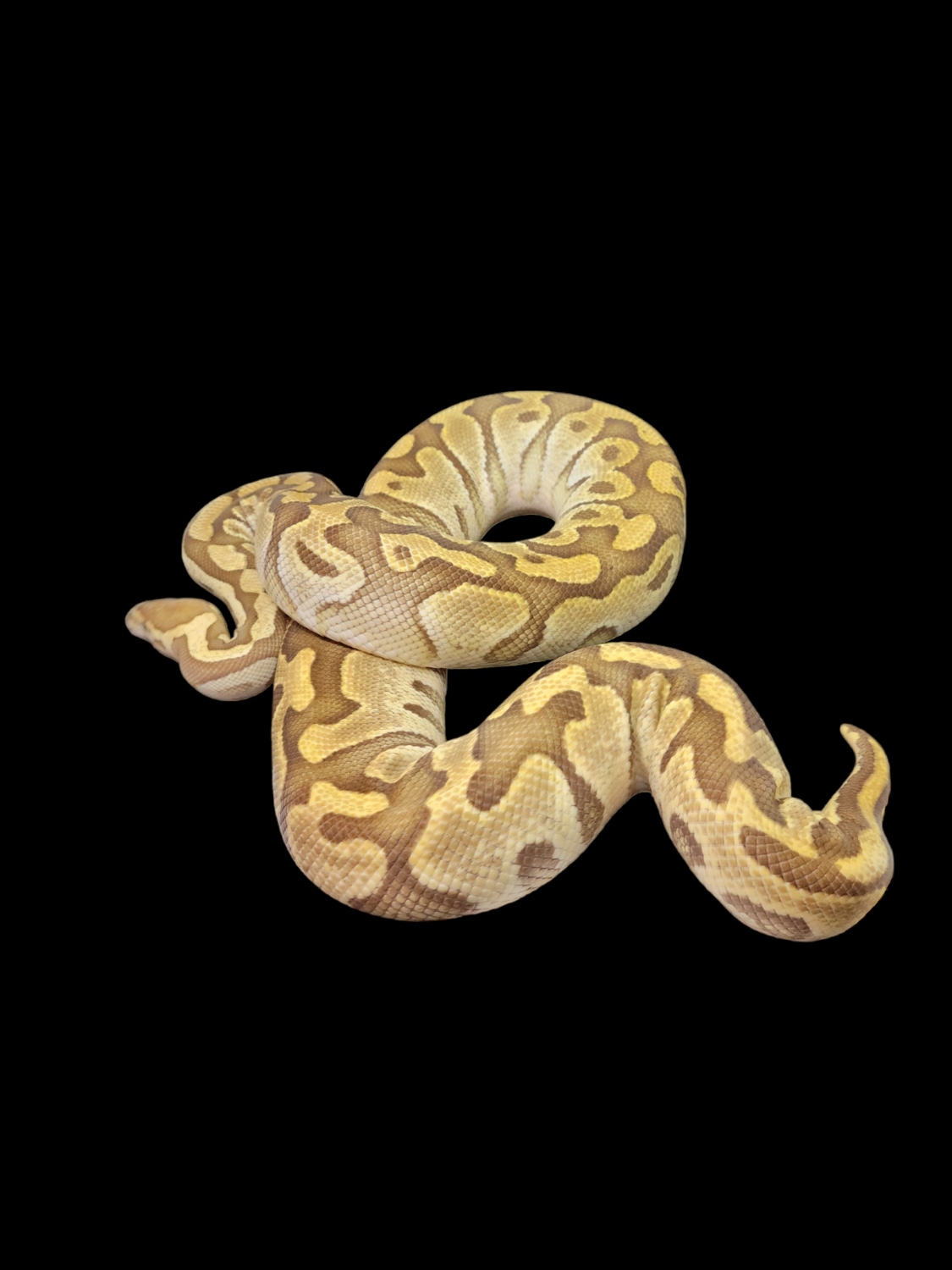 Lesser H Clown Ball Python by MARs Ball Pythons LLC - MorphMarket