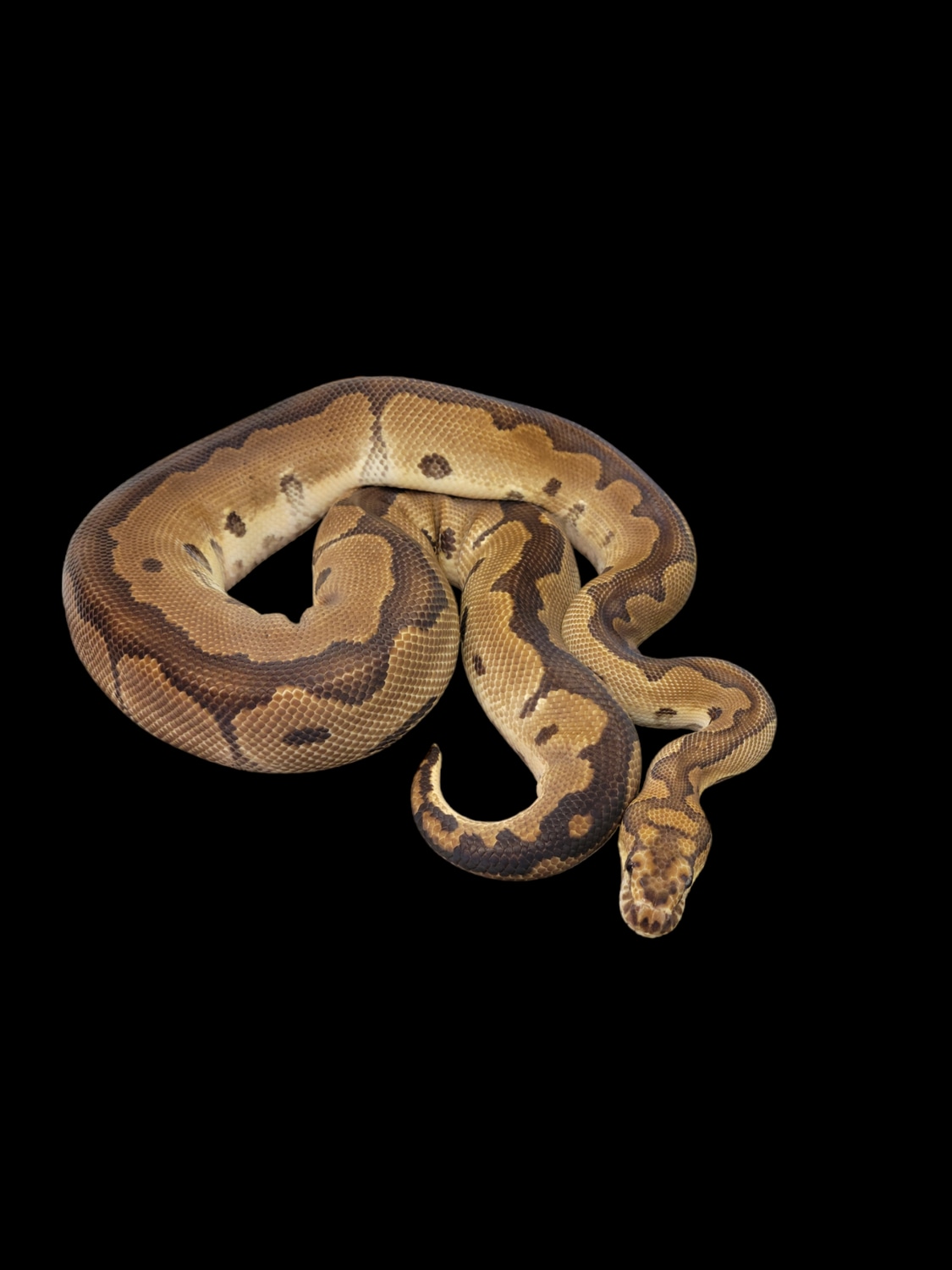 Blade Clown Ball Python by MARs Ball Pythons LLC - MorphMarket