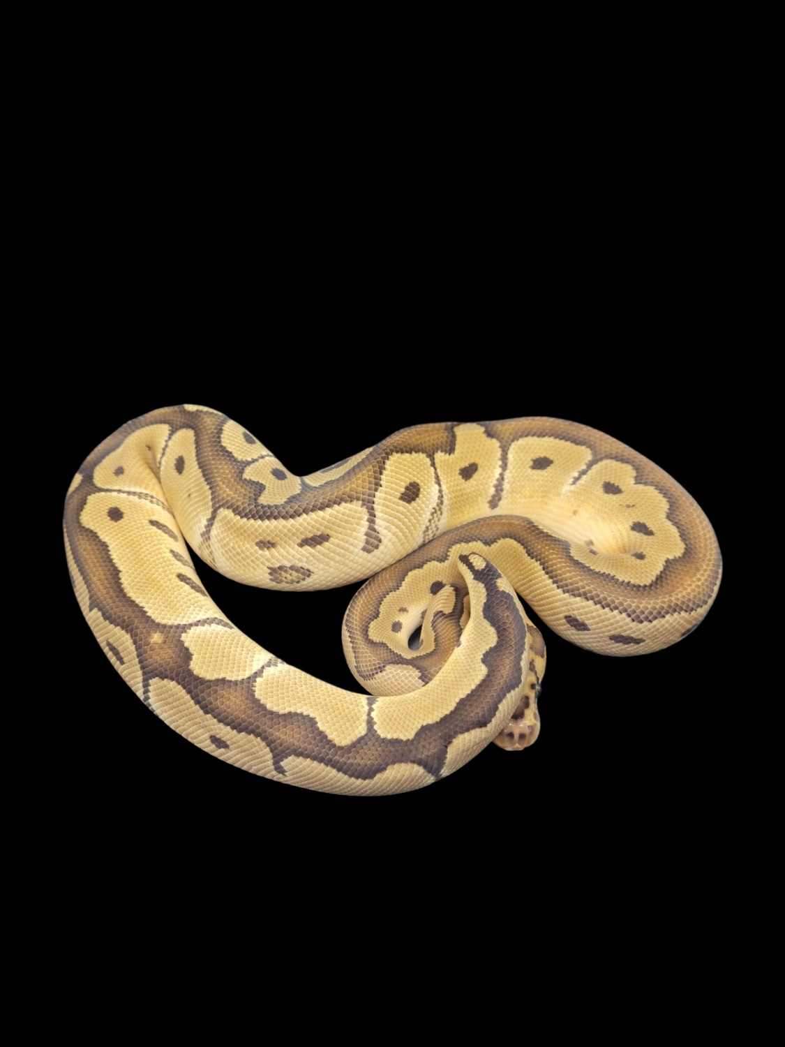 Clown Ball Python by MARs Ball Pythons LLC - MorphMarket