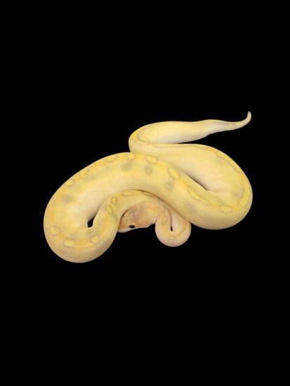 Mimosa Ball Python by MARs Ball Pythons LLC