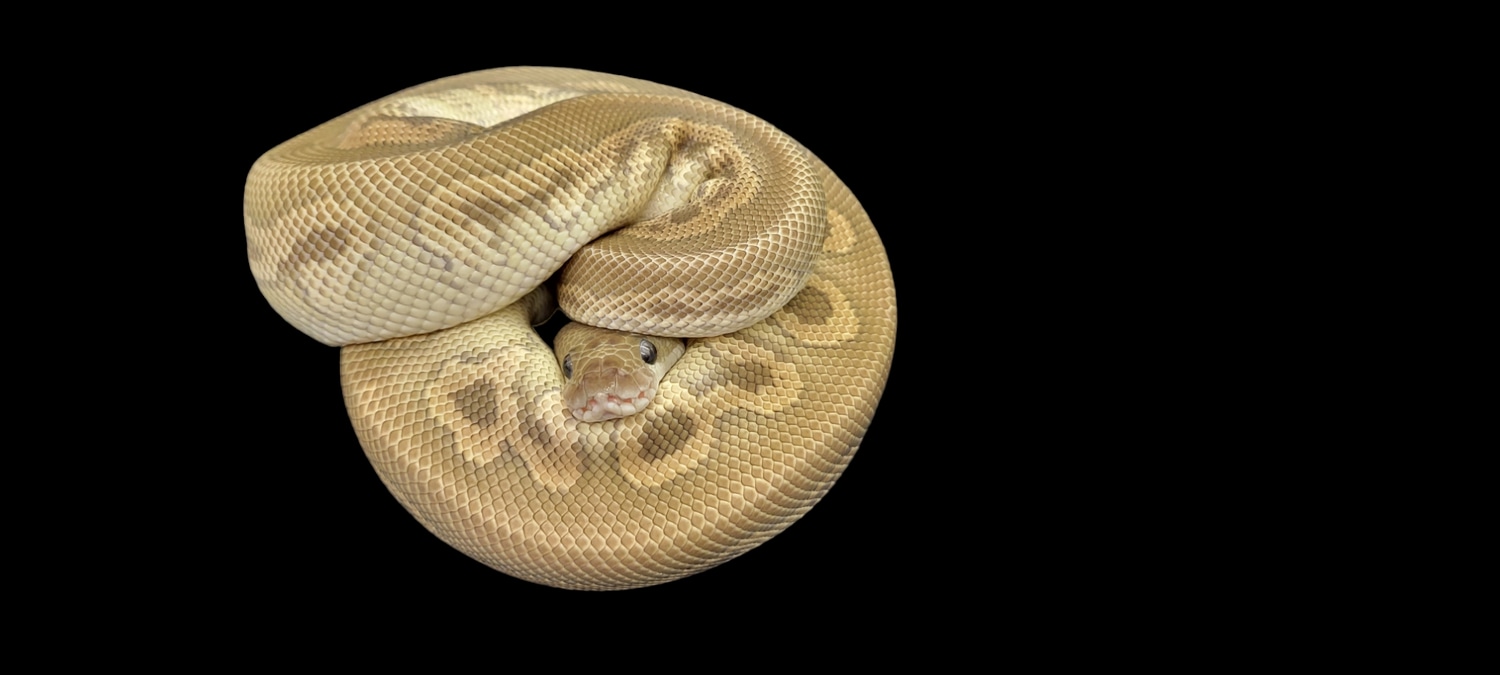 Black Pastel Mojave Clown Hypo Ball Python by MARs Ball Pythons LLC - MorphMarket