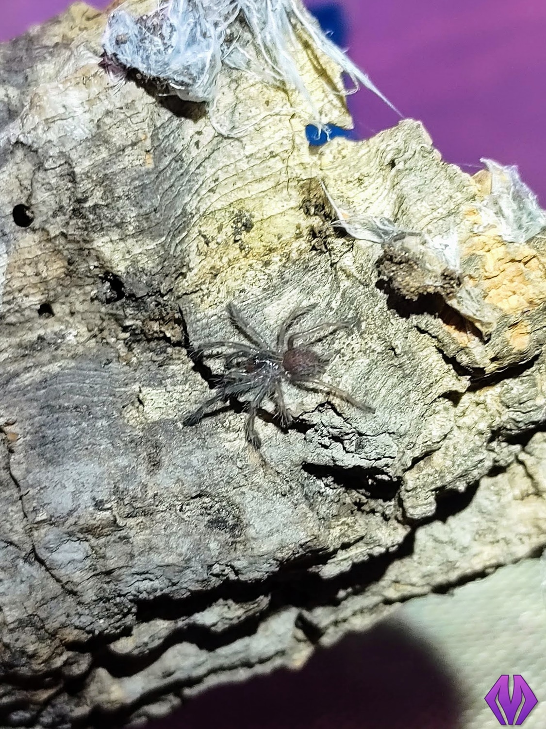 Brazilian Blue Dwarf Beauty Spiderling 1/2"+ (D. Diamantinensis ...