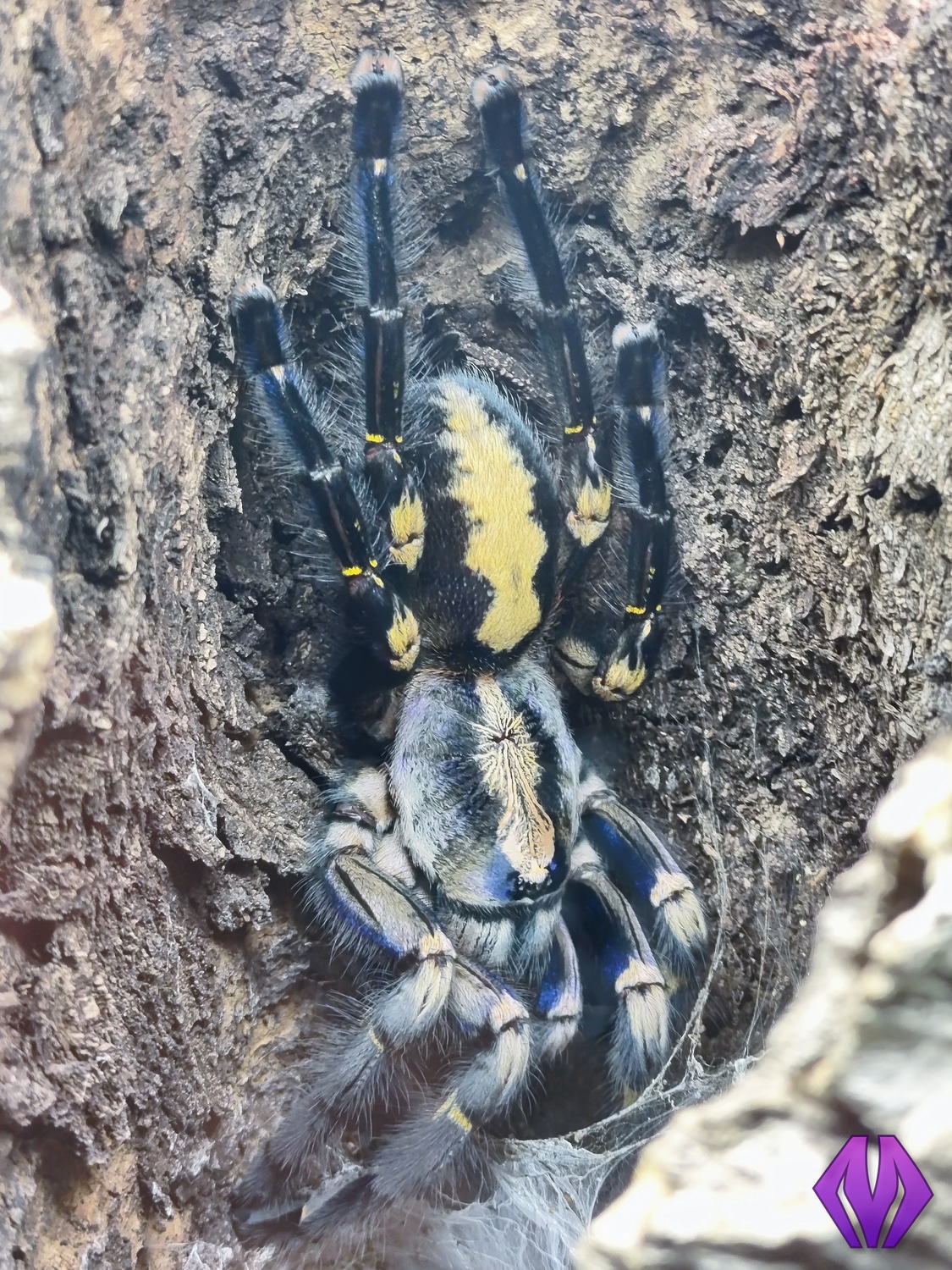 P. Metallica Female - Metallica 2 Tarantula by Marshall Arachnids ...