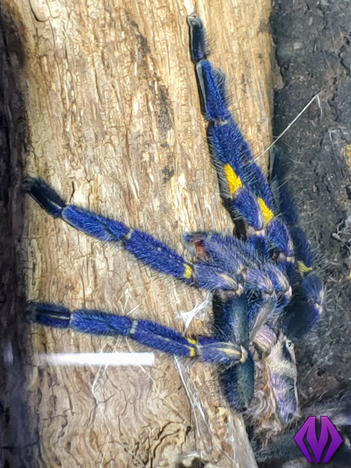 P. Metallica MM - Metallica 4 Tarantula by Marshall Arachnids - MorphMarket