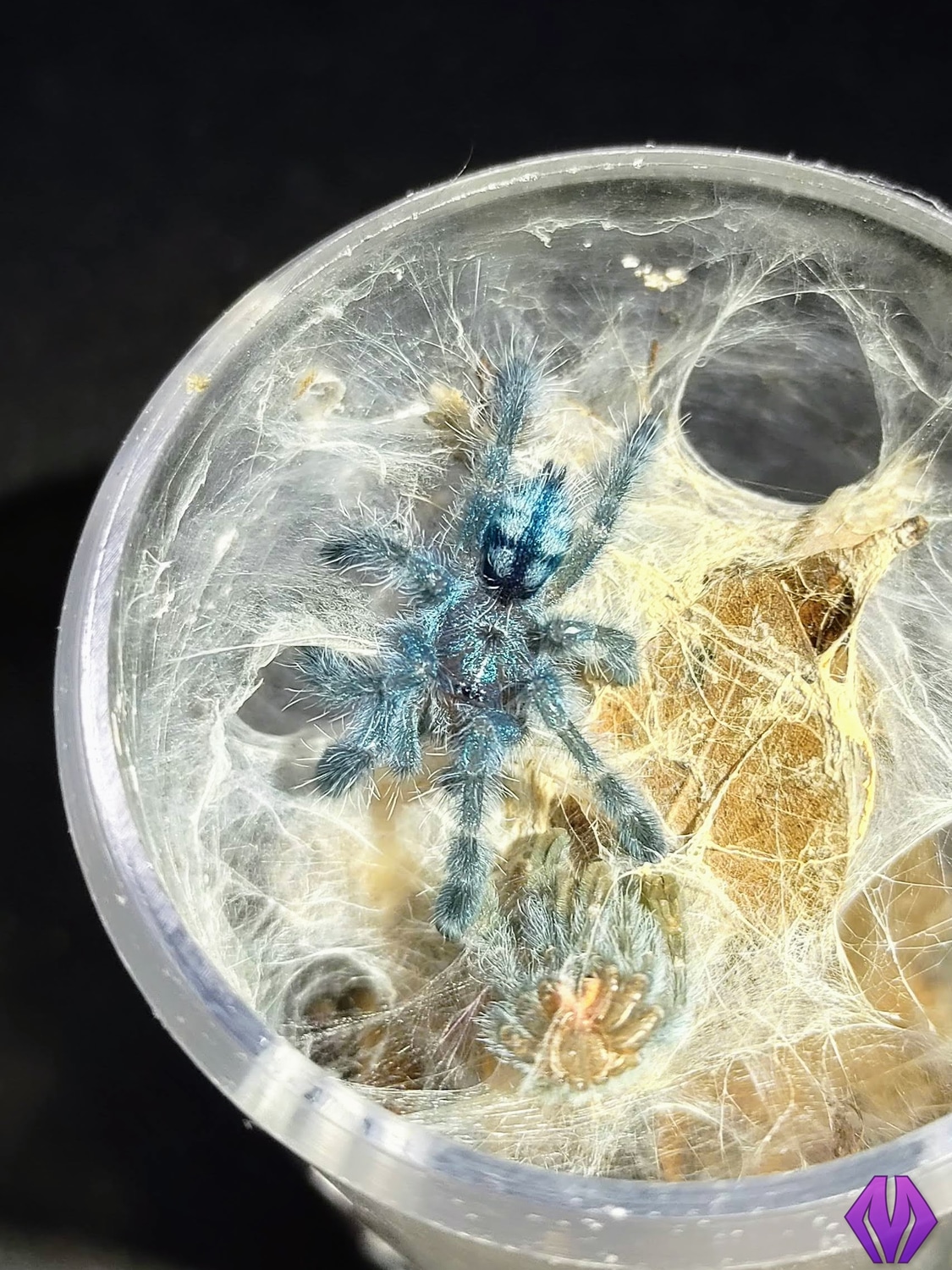 10 PACK Caribena Versicolor Spiderlings Tarantula by Marshall Arachnids ...