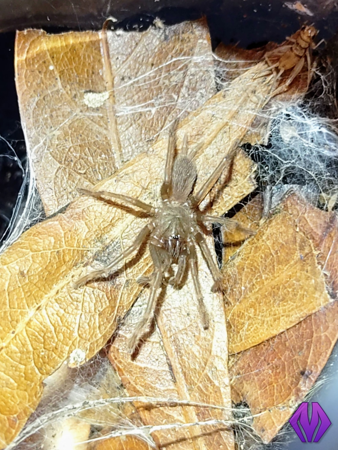 Birupes Simoroxigorum Spiderling ¾" Tarantula by Marshall Arachnids - MorphMarket