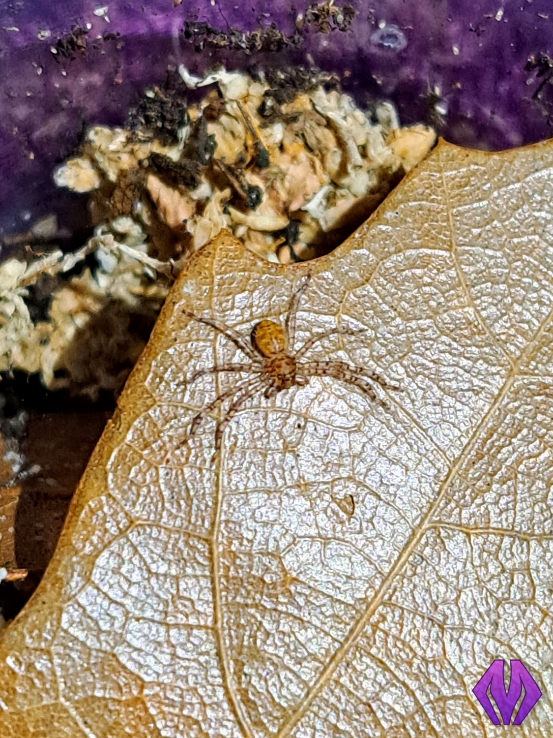 BULK Cameroon Huntsman Spiderlings True Spider by Marshall Arachnids ...