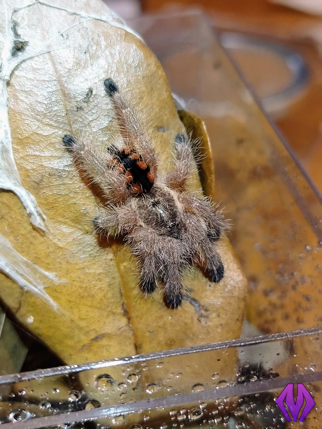 FEMALE Dwarf Pinktoe (A. Minatrix) Tarantula by Marshall Arachnids ...