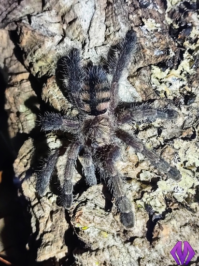 FEMALE Colombian Purple Pinktoe (A. Sp. Colombia) Tarantula by Marshall ...
