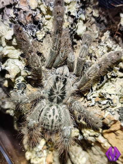 FEMALE Togo Starburst Tarantula (H. Maculata) by Marshall Arachnids