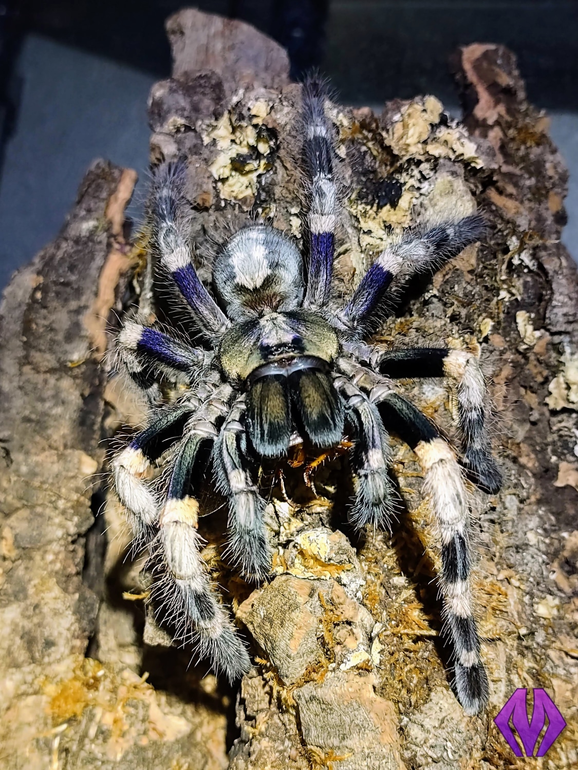 1.25" FEMALE Bengal Spotted Ornamental (P. Miranda) Tarantula by ...