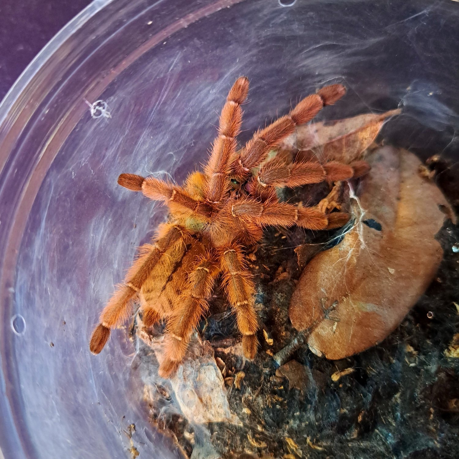 FEMALE Rufus Earth Tiger (P. Sp. Rufus) Tarantula by Marshall Arachnids ...