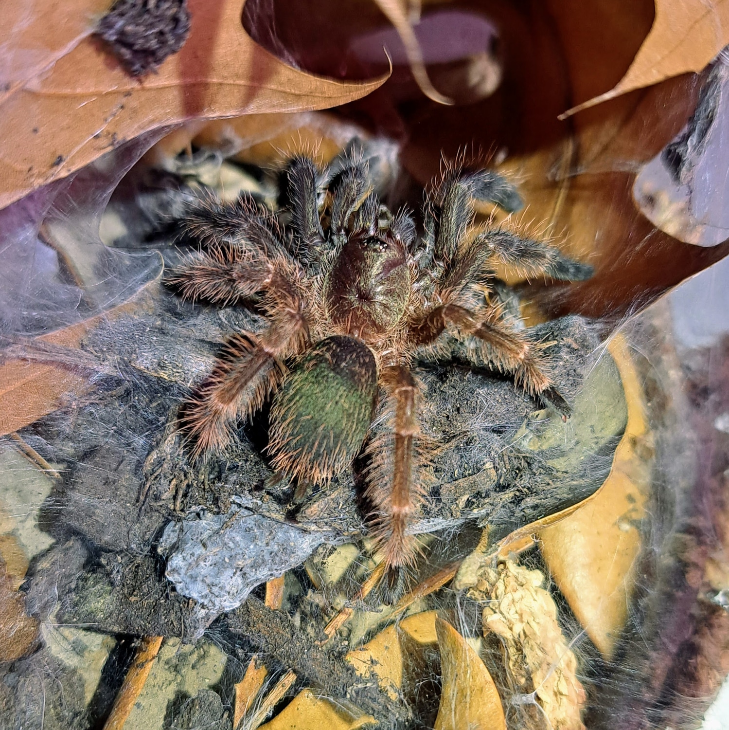 FEMALE Mexican Half & Half (P. Victori) Tarantula by Marshall Arachnids ...