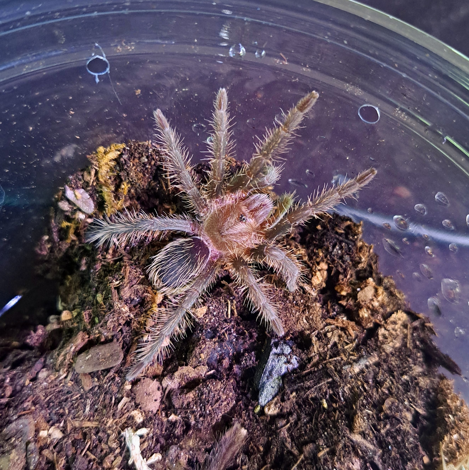Curly-haired (T. Albopilosus) Tarantula by Marshall Arachnids - MorphMarket