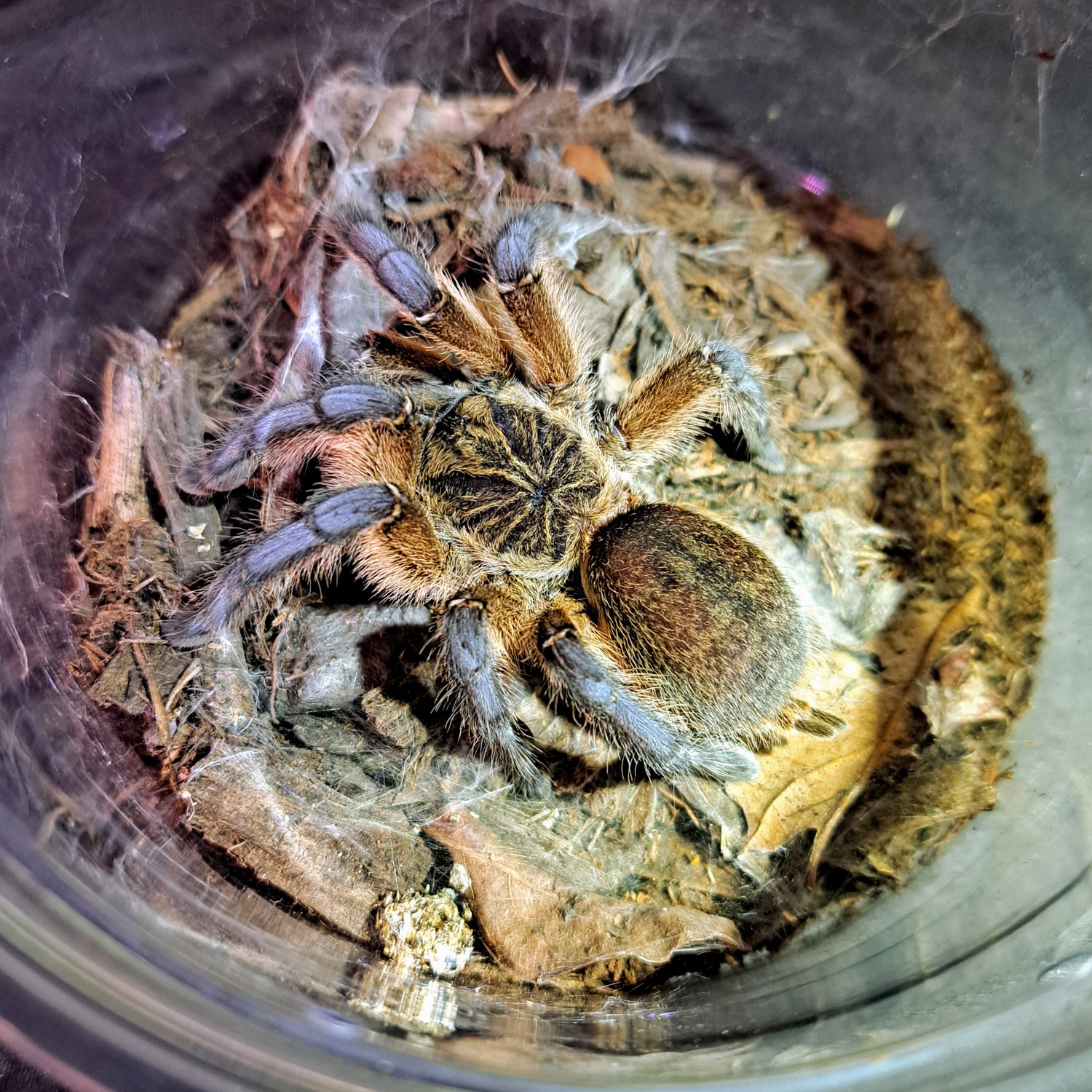 FEMALE Golden Blue-leg Baboon (H. Pulchripes) Missing Leg Tarantula by ...