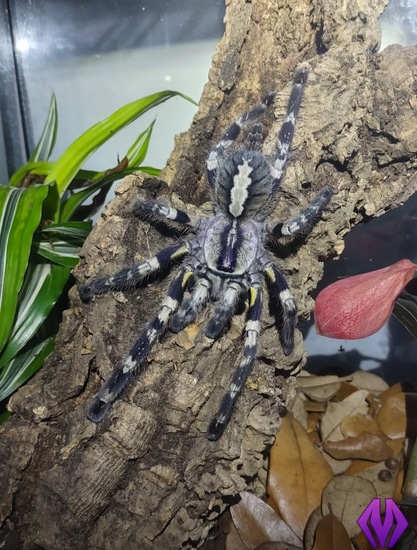 FEMALE Indian Ornamental Tarantula (P. Regalis) by Marshall Arachnids