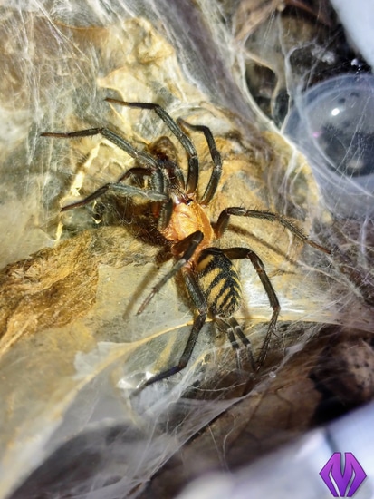 Tiger Curtain-web Spiderling (L. Fallax) Funnel-Web Spider by Marshall ...