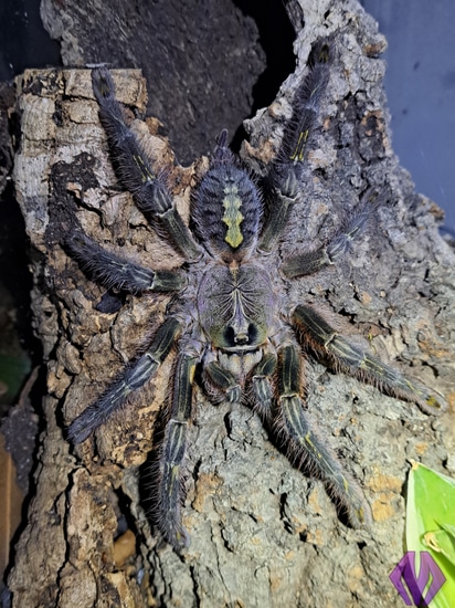 Red Slate Ornamental Spiderling (P. Rufilata) Tarantula by Marshall ...