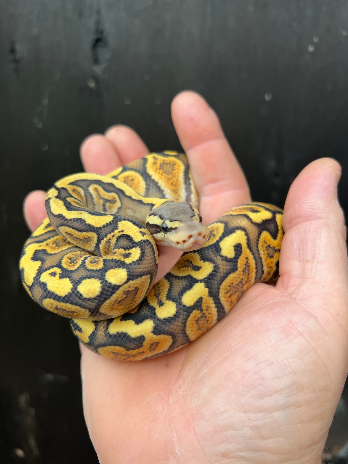 Pastel Chocolate Ghi Orange Ghost Hypo Ball Python by CanningBallz - MorphMarket