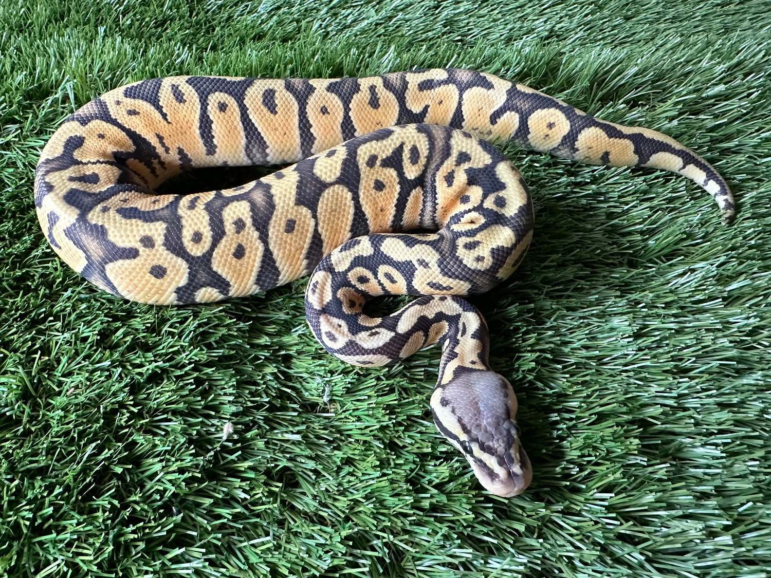 Pastel Hypo Het Desert Ghost Ball Python by CanningBallz - MorphMarket