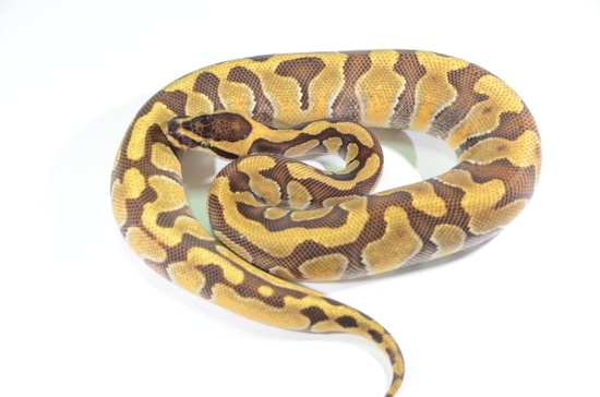 Super Enchi Special Ball Python by Piebald Rulez
