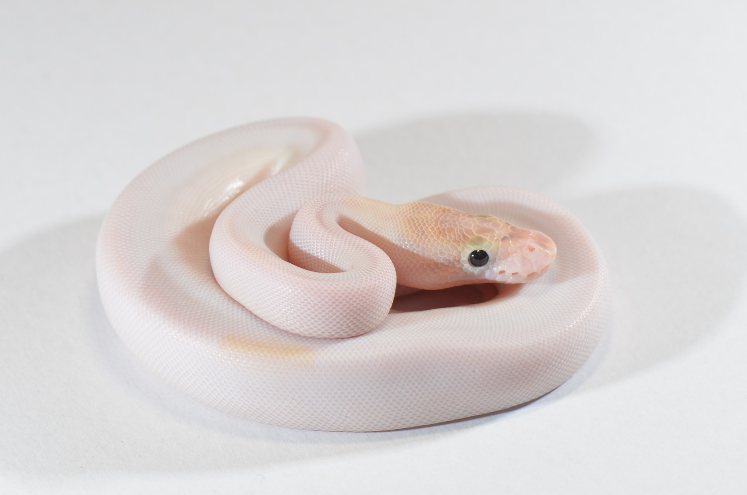 Ivory Pied Ball Python by Piebald Rulez - MorphMarket