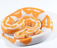 Albino Pumpkin Pied Ball Python by Piebald Rulez - MorphMarket