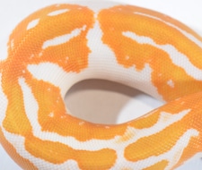 Albino Pumpkin Pied Ball Python by Piebald Rulez - MorphMarket