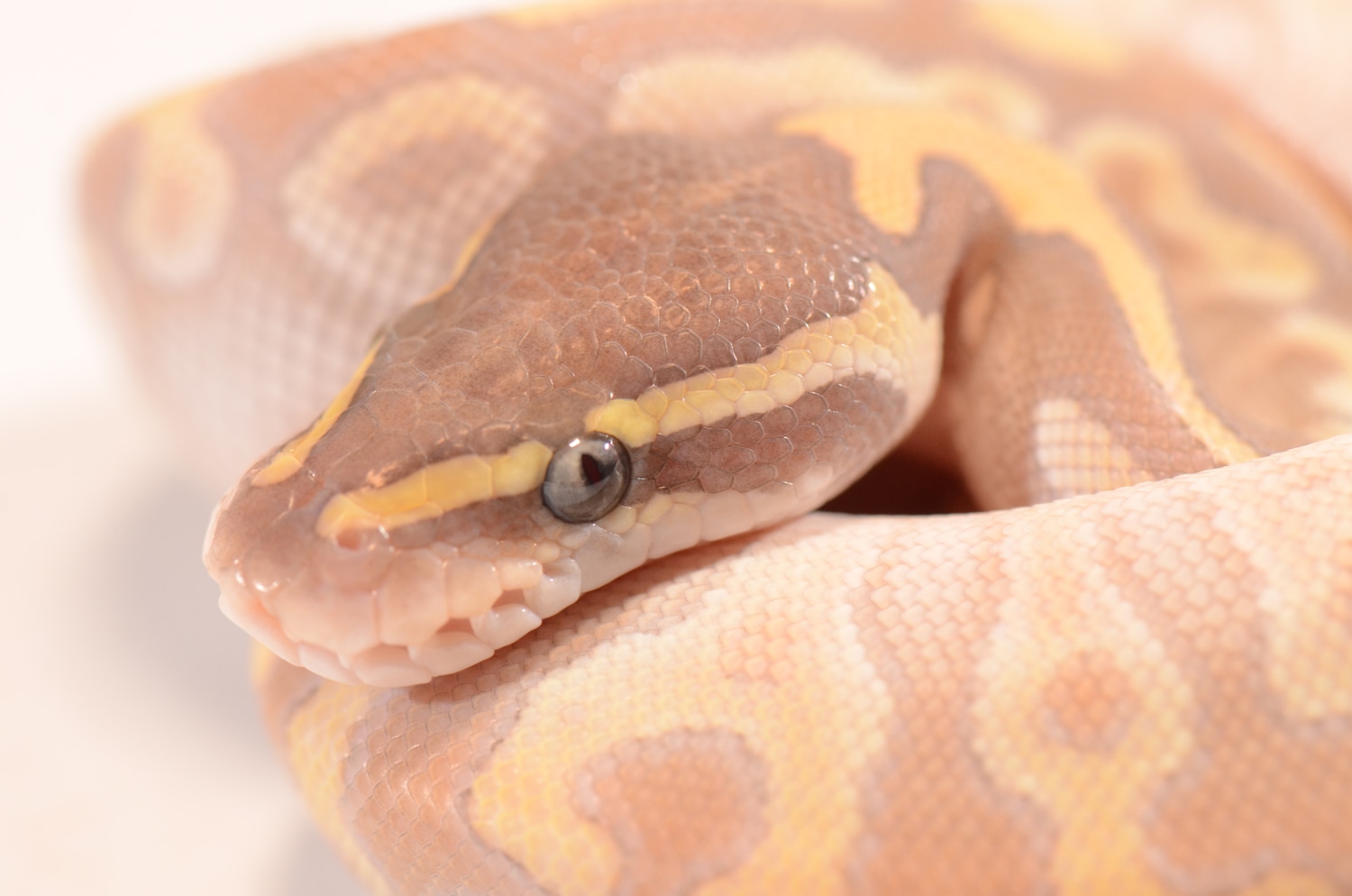 Enchi Phantom Crystal Ball Python by Piebald Rulez - MorphMarket