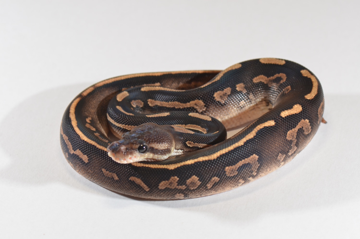 Mahogany Yellow Belly Black Pastel 66% Het. Pied Ball Python by Piebald ...