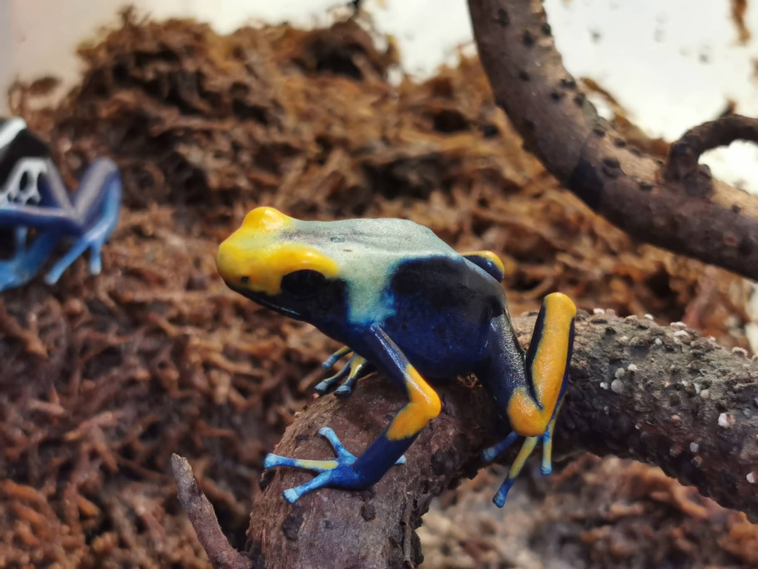 Dendobates Tinctorius Tumucumaque Group Dyeing Dart Frog by Piebald ...