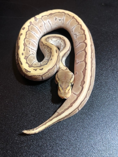 Lesser Pinstripe (Kingpin) Ball Python by Martin Exotics