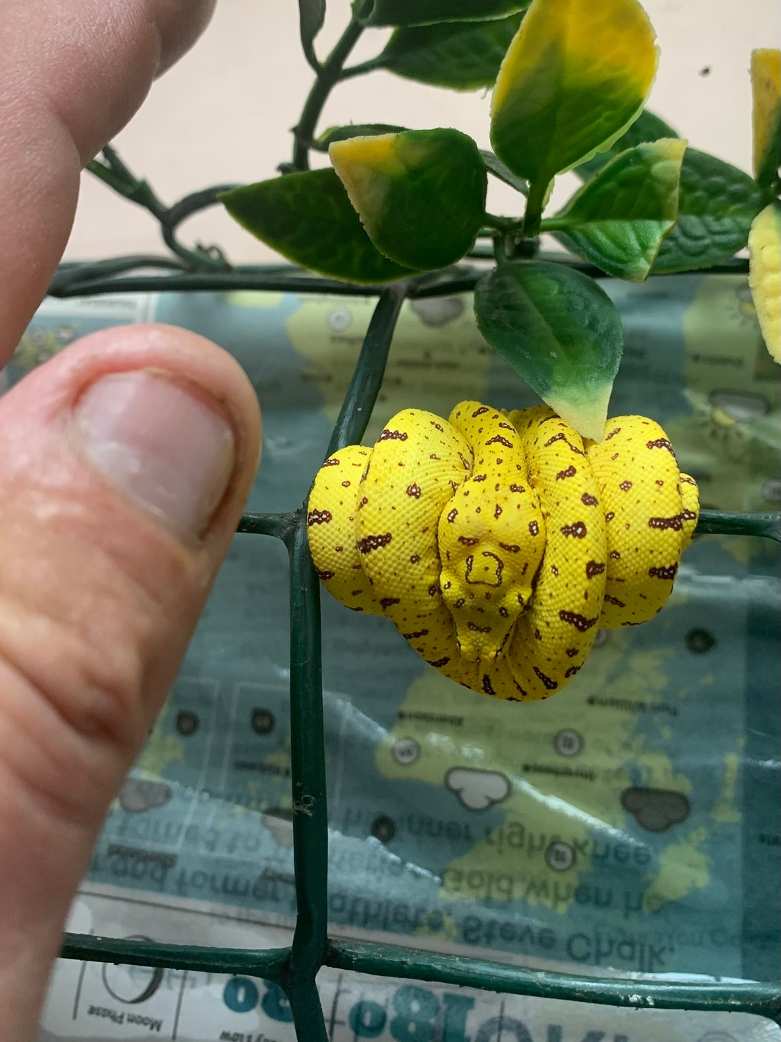 Aru XAru Hatched May 23, Feeding Defrost Pinkie, Cb In Uk, Based In ...