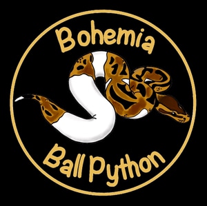 Bohemia Balls - MorphMarket