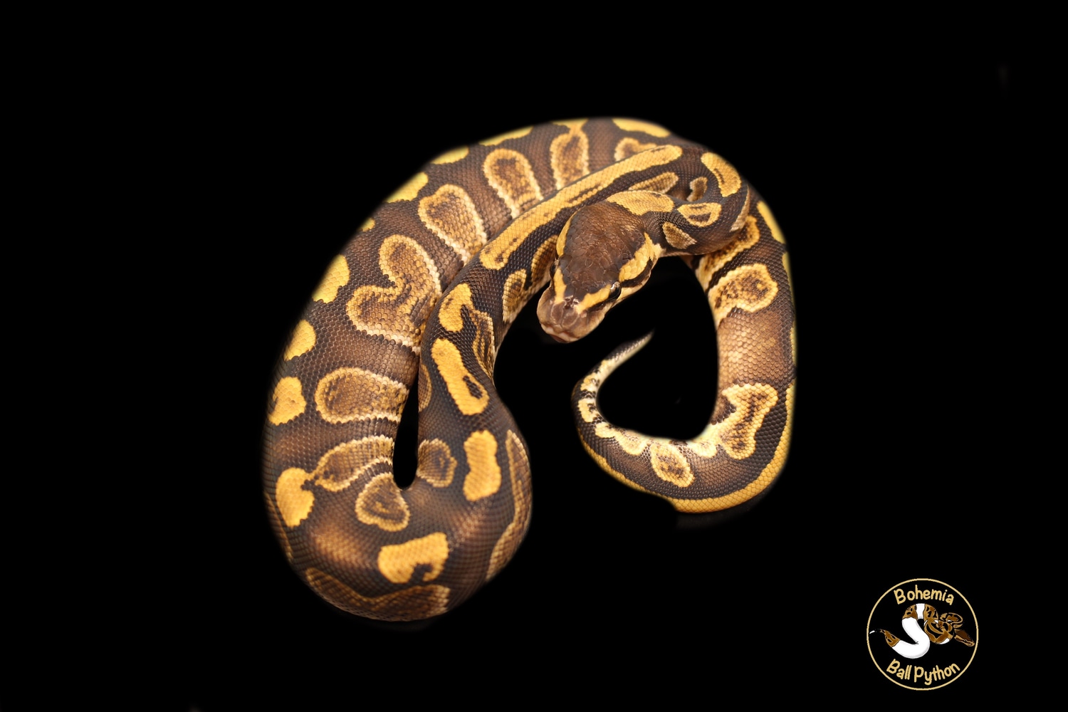 GHI DH Clown Piebald Ball Python by Bohemia Balls - MorphMarket