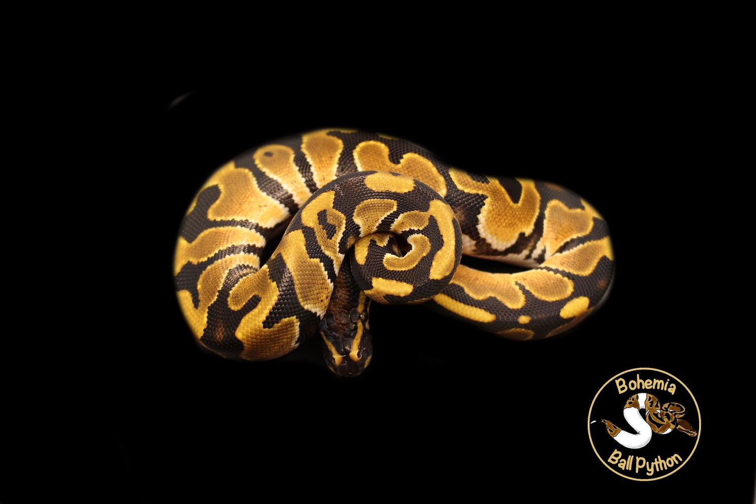 Classic Het Piebald 66% DH Axanthic Hypo Ball Python by Bohemia Balls ...