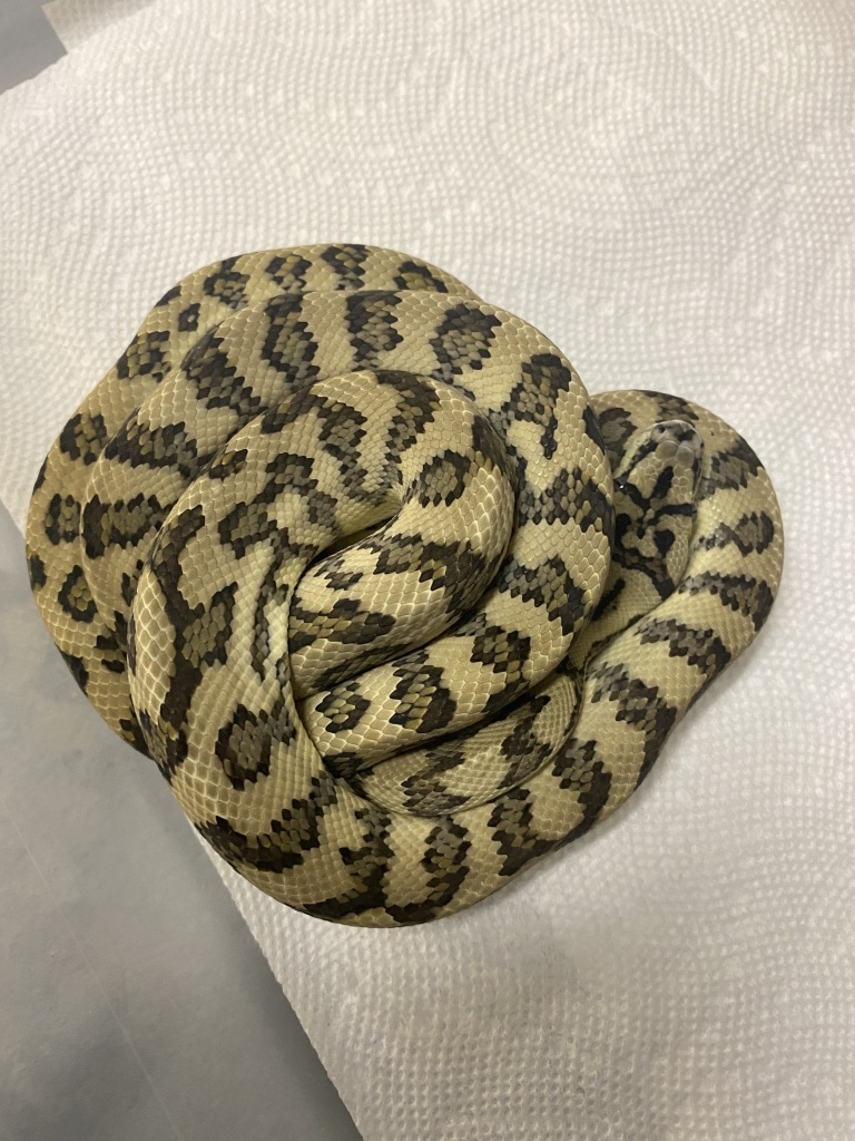 Caramel Jag 100% Het Axanthic Coastal Carpet Python by MartinRMorelia ...