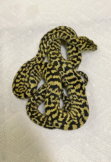2020 Female Zebra Jungle Jungle Carpet Python by MartinRMorelia