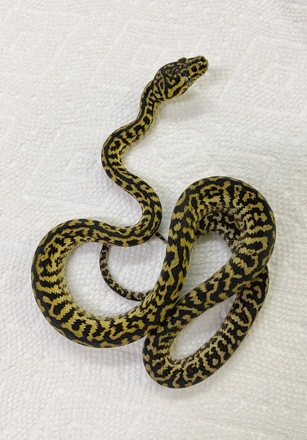 2020 Female Zebra Jungle Carpet Python by MartinRMorelia - MorphMarket