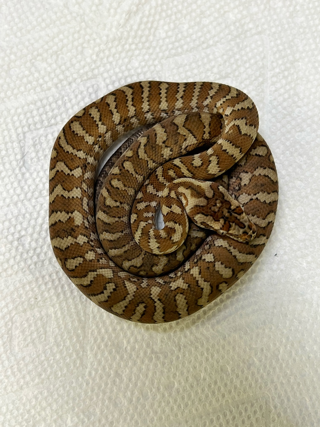 MBB Red Coastal Carpet Python by MartinRMorelia - MorphMarket