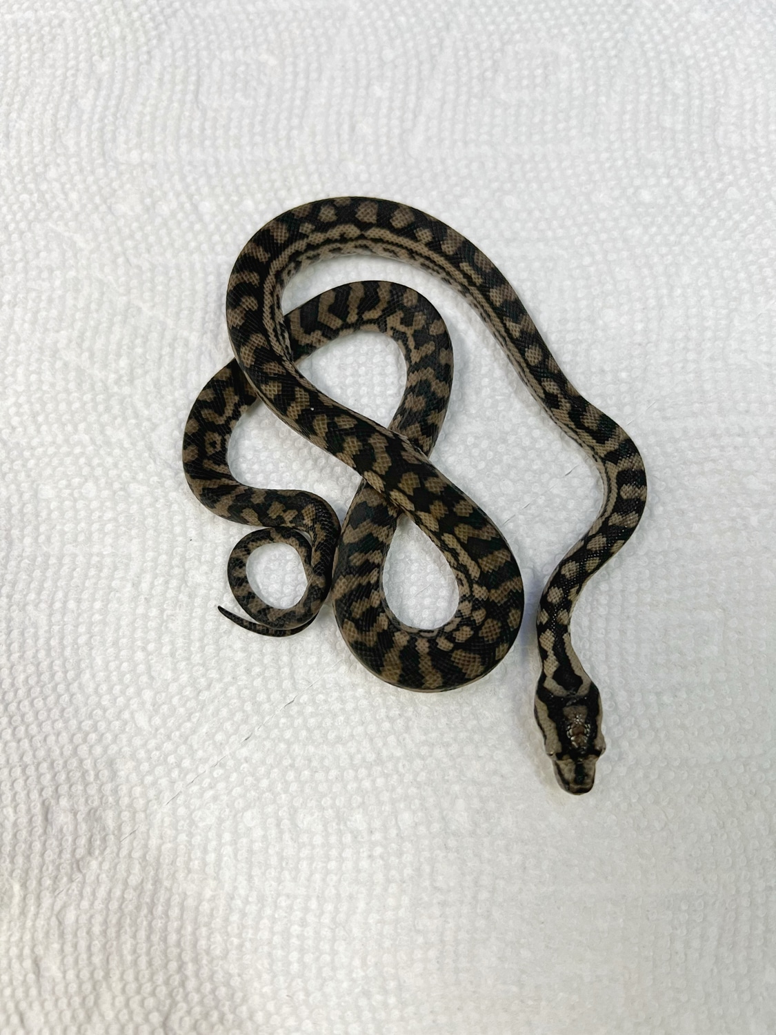 Inland Carpet Python by MartinRMorelia - MorphMarket