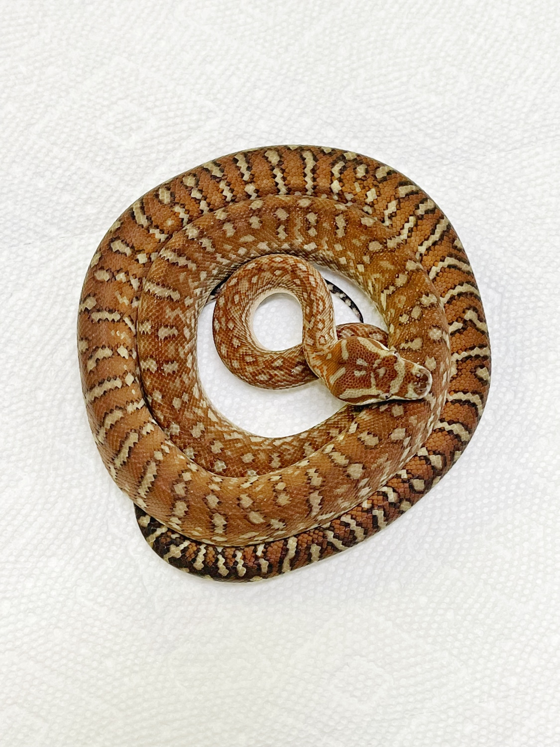 2020 Stonewashed Male Centralian Carpet Python by MartinRMorelia ...