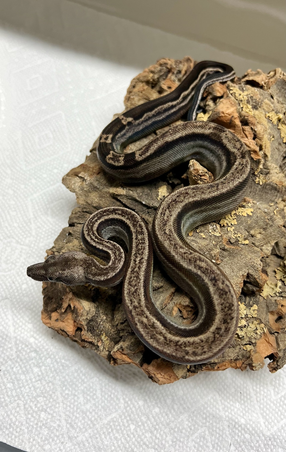 Motley Het Eclipse (Leopard) Boa Constrictor by MartinRMorelia ...