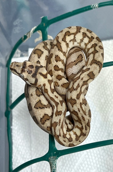 MBB X Benjamin Coastal Jag Coastal Carpet Python by MartinRMorelia