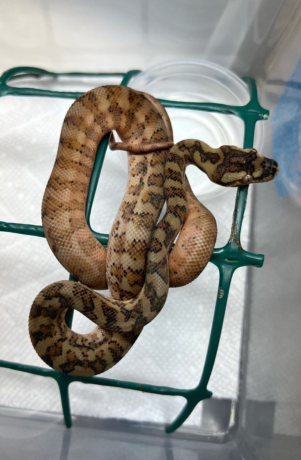 100% Het Albino Darwin Carpet Python by MartinRMorelia - MorphMarket