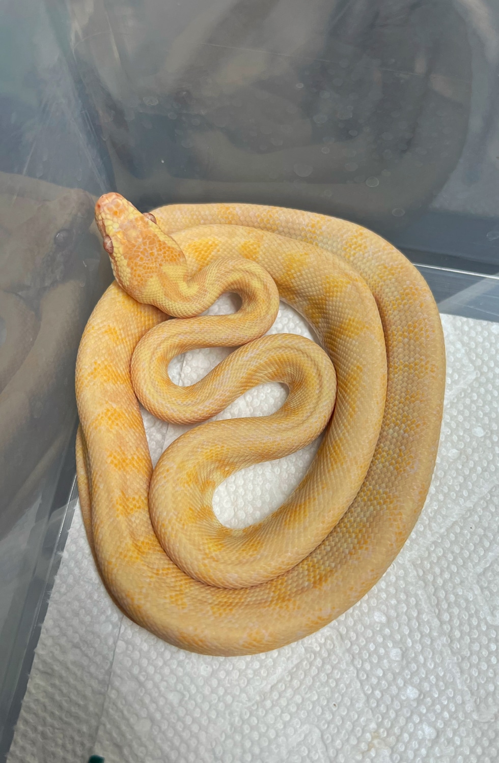 Female RSA Albino Darwin Carpet Python by MartinRMorelia - MorphMarket