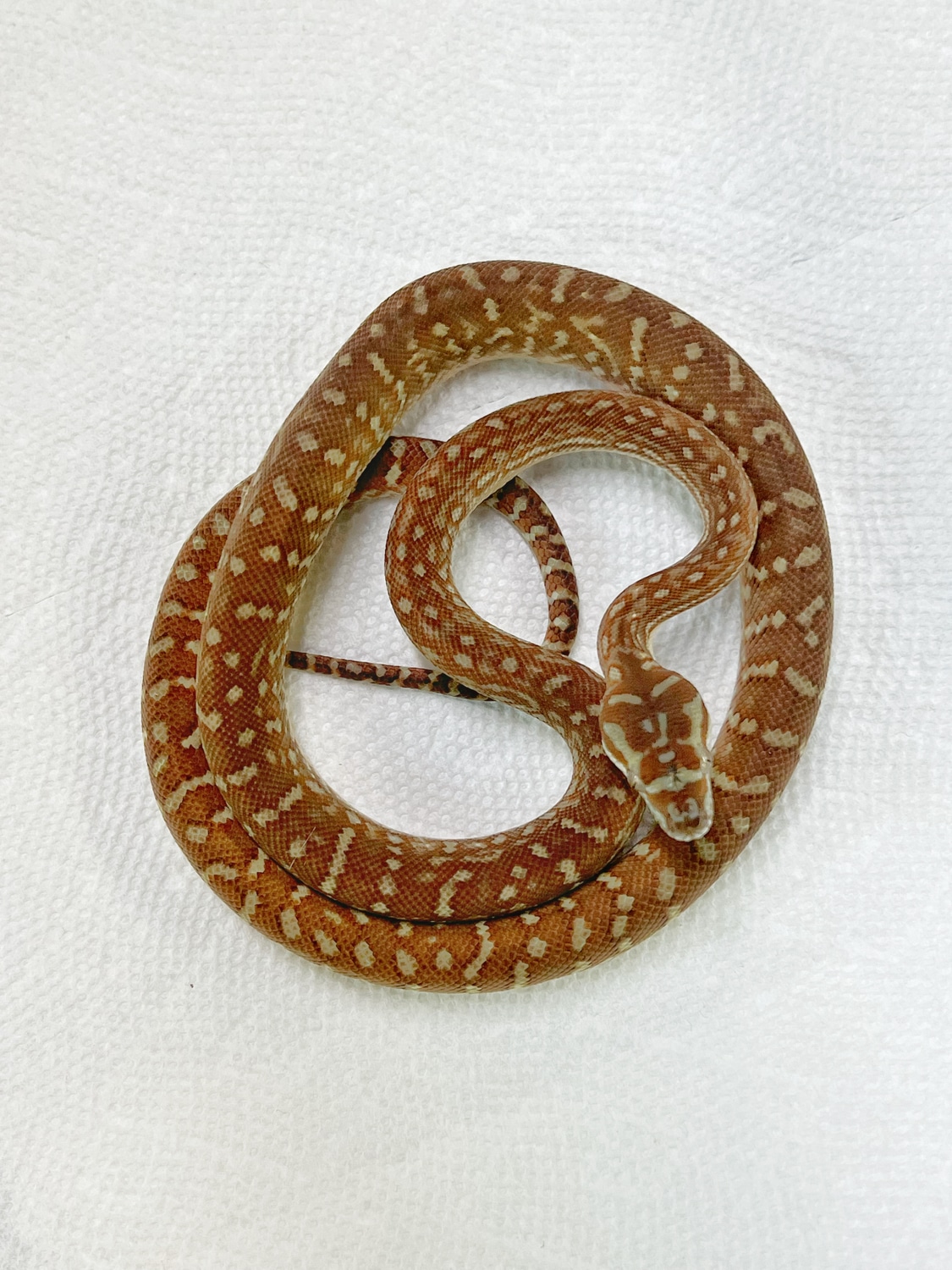 Hypo Stonewashed Bredli Centralian Carpet Python by MartinRMorelia ...