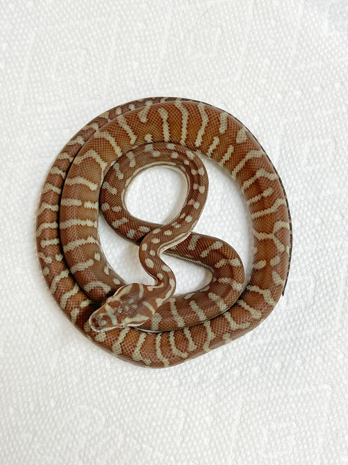 Hypo 100% Het Stonewashed Bredli Centralian Carpet Python by ...